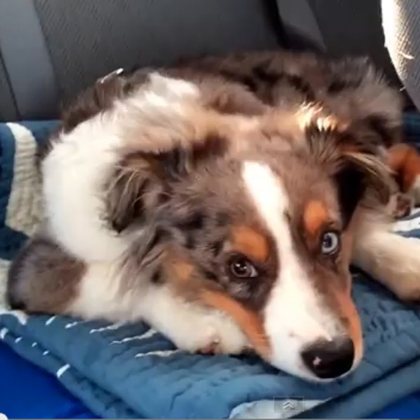 This Made our Day: This Dog is a Certified Frozen Fan