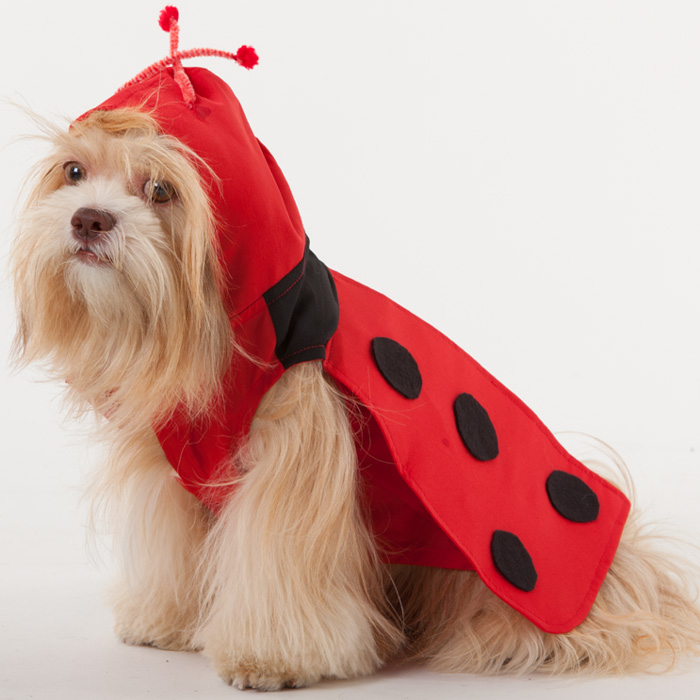 10 Adorable Costumes for your Pet Dog